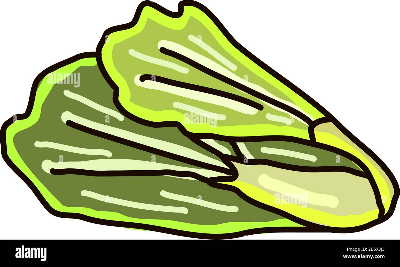 Green lettuce, illustration, vector on white background Stock Vector ...
