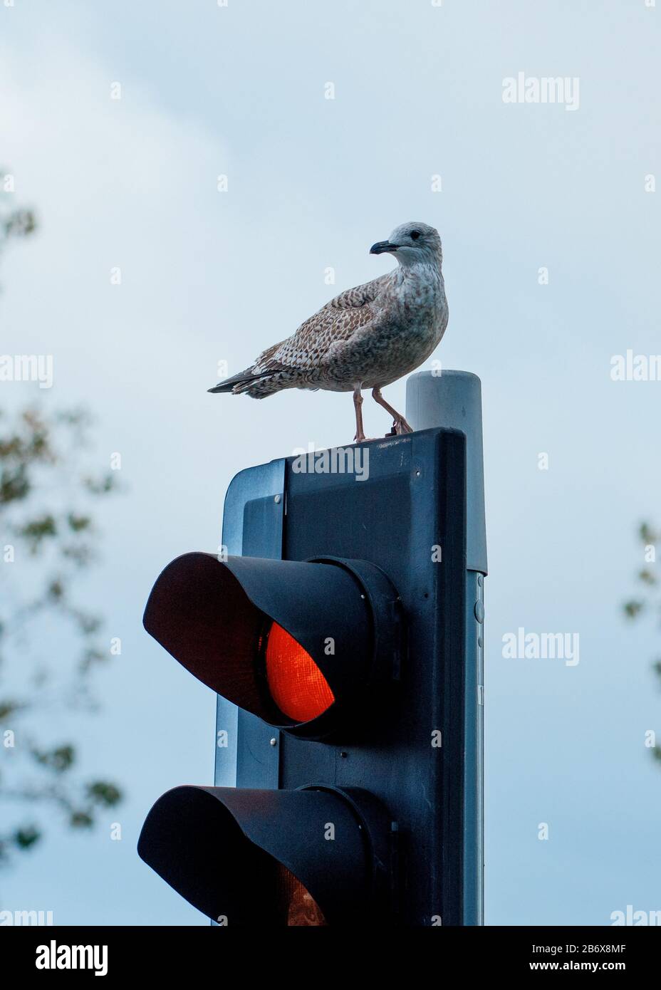 A seagull sitting on the traffic light Stock Photo - Alamy
