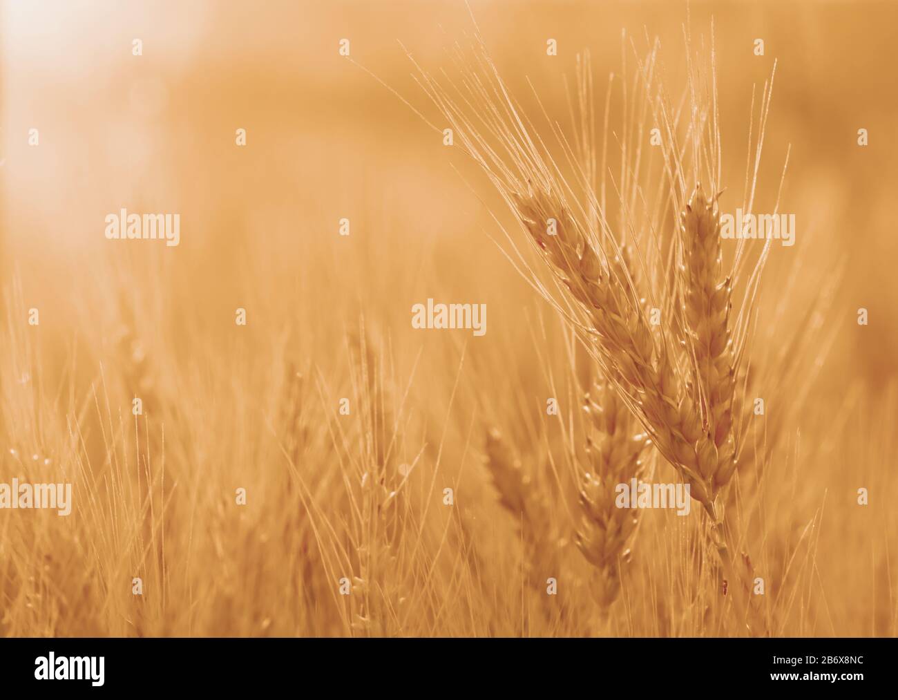 Rye in the field hi-res stock photography and images - Alamy
