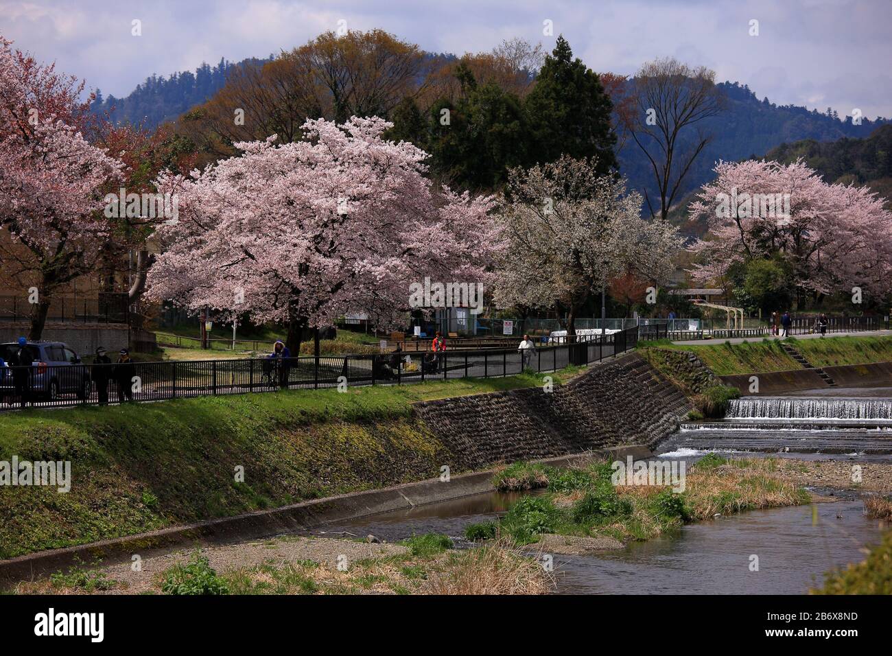 Cherry blossom along river side Stock Photo - Alamy
