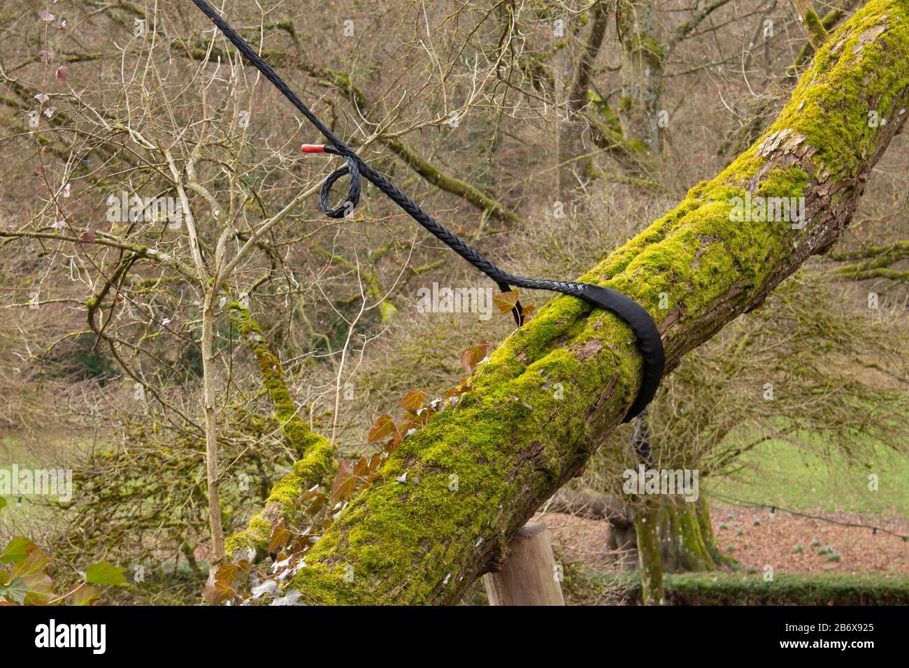 Big Branch covered with moss has to be secured with ropes from breaking ...