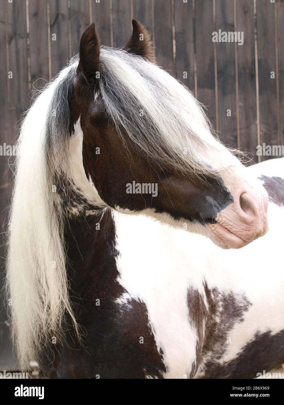 A head shot of a piebald gypsy cob Stock Photo - Alamy