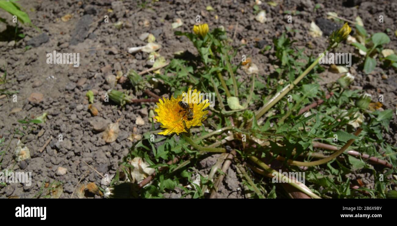 bee smelling a dandelion Stock Photo - Alamy
