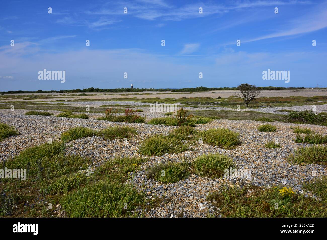 A long view of the shingle at Dungeness with a small tree Stock Photo ...