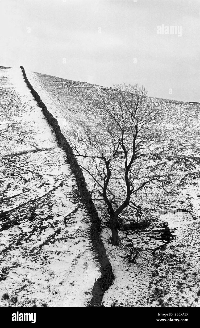 Raven uk Black and White Stock Photos & Images - Alamy