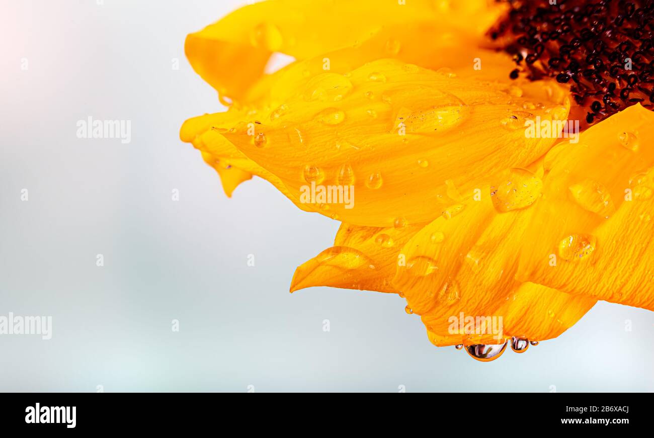 Wet flower closeup hi-res stock photography and images - Alamy