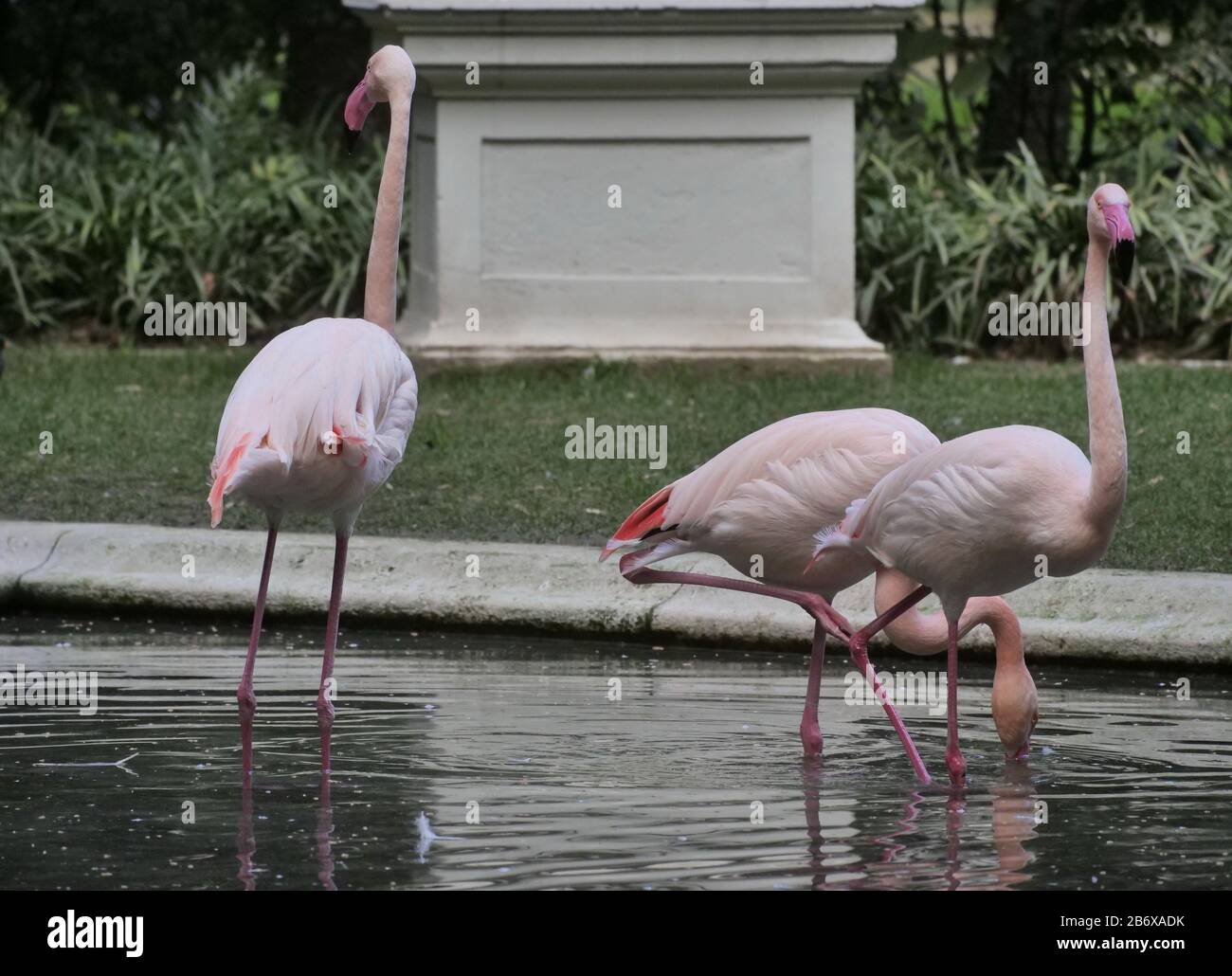 Colony of red flamingos in a Park in Milan, Lombardy, Italy Stock Photo ...