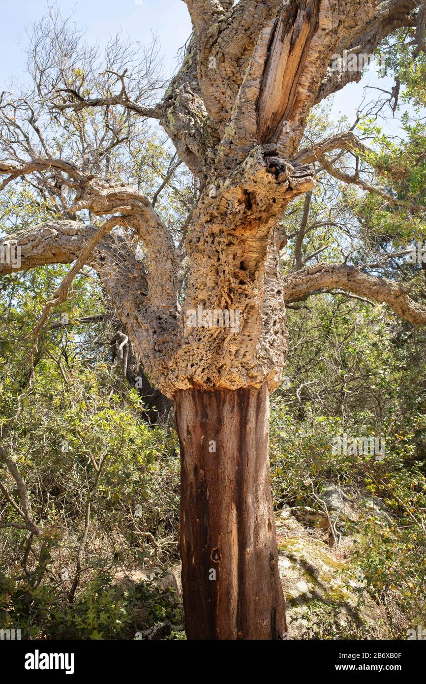 Quercus suber cork tree in hi-res stock photography and images - Alamy