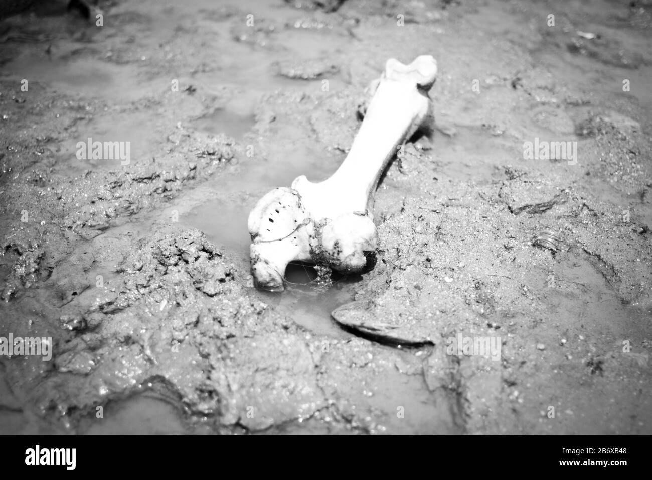 An animal bone lies in the mud in Fes, Morocco Stock Photo - Alamy
