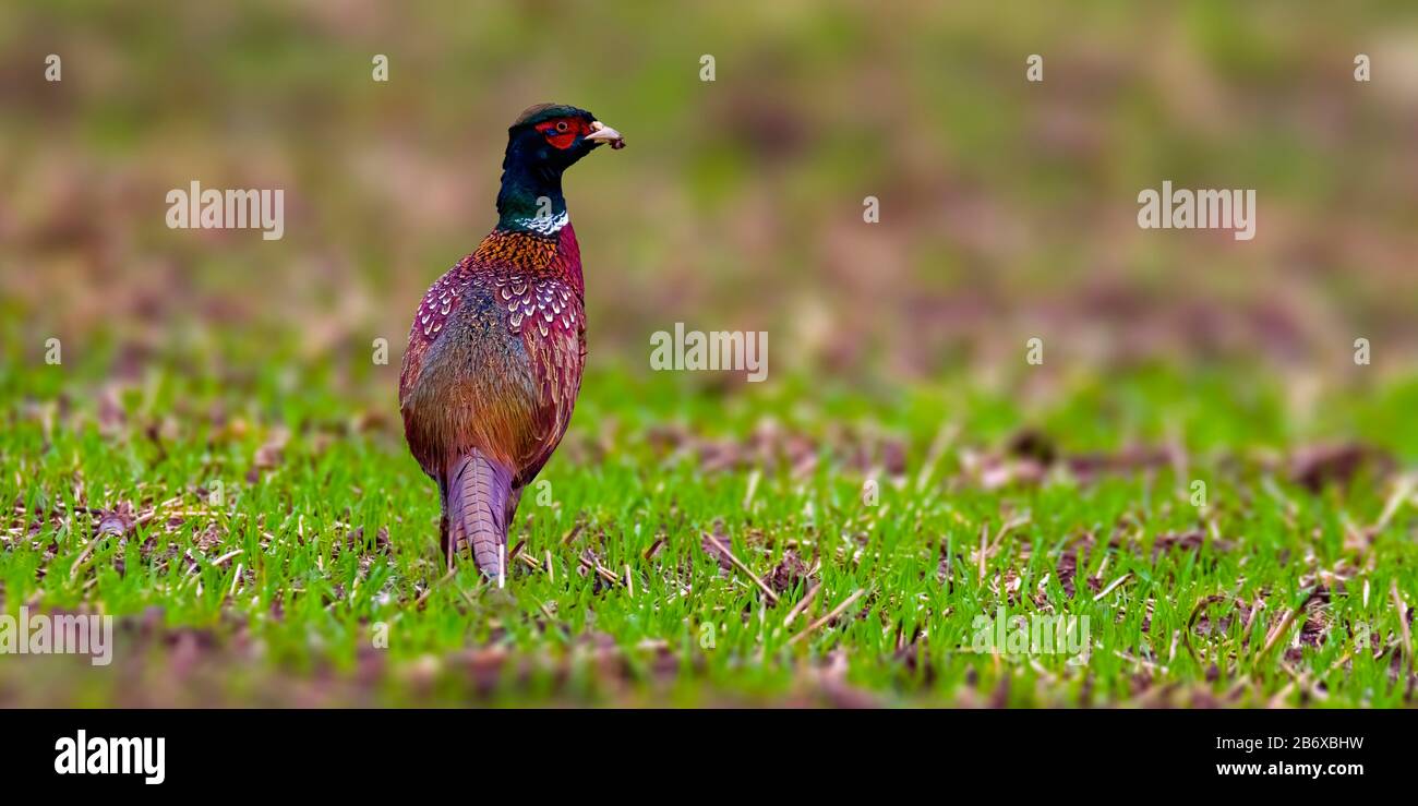 Pheasant legs hi-res stock photography and images - Alamy