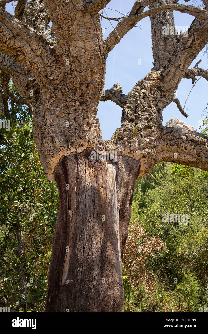 Harvested cork oak tree (Quercus Suber) in Sardinia, Italy Stock Photo ...