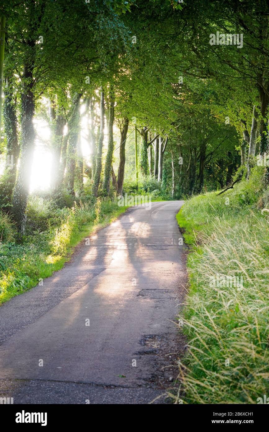 Sun beaming through trees causing shadow and light on a road in South ...