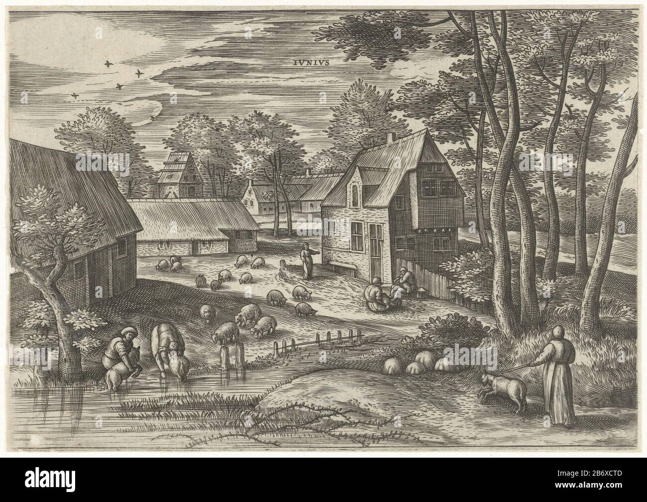 Sha sheep hi-res stock photography and images - Alamy