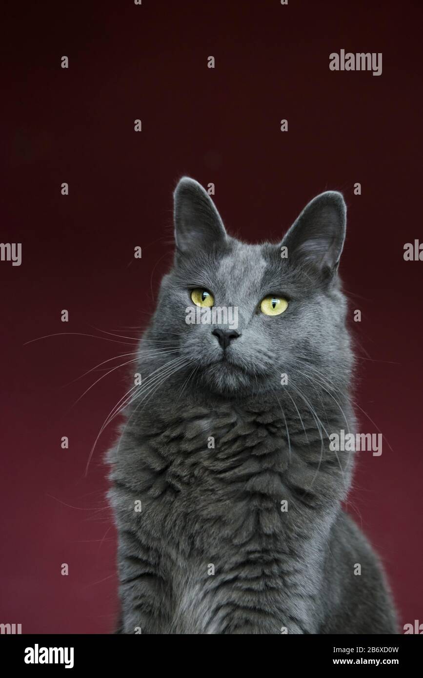 Nebelung hi-res stock photography and images - Alamy