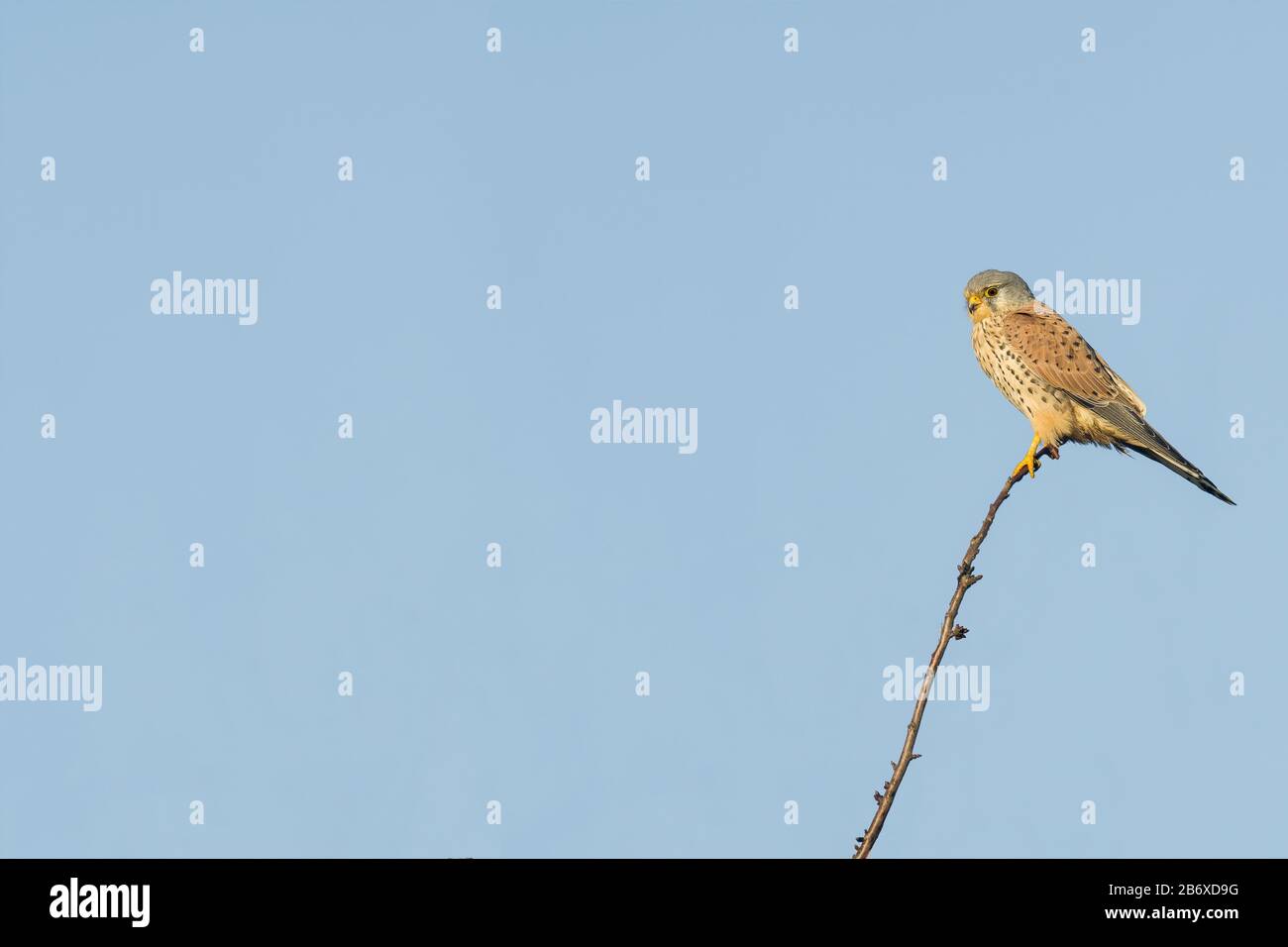 Sparrow hawk hunt hi-res stock photography and images - Alamy