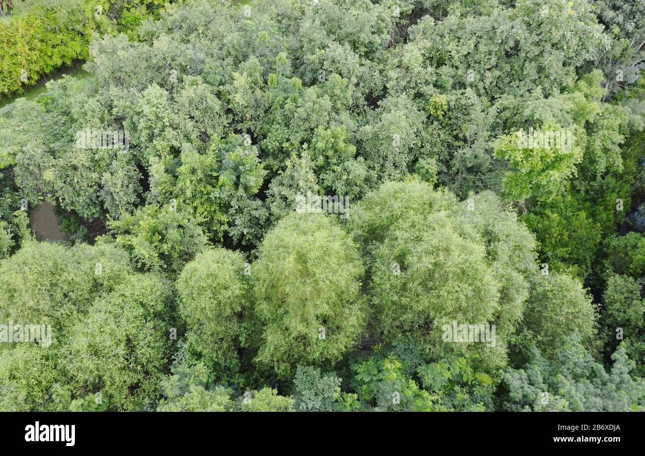 top view of big tree in forest Stock Photo - Alamy