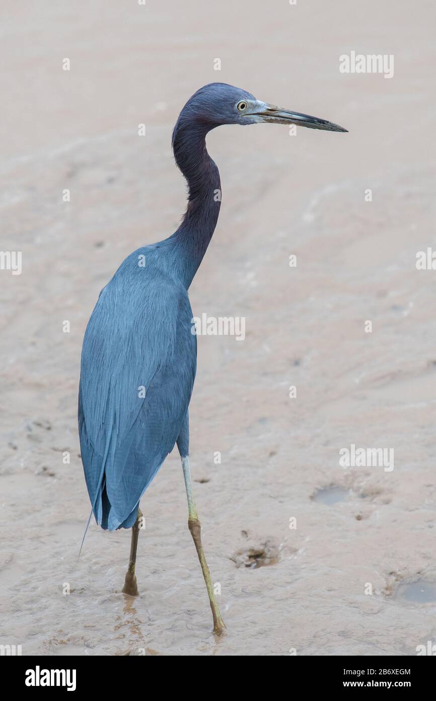 Little blue heron (Egretta caerulea) on a muddy river foreshore in ...