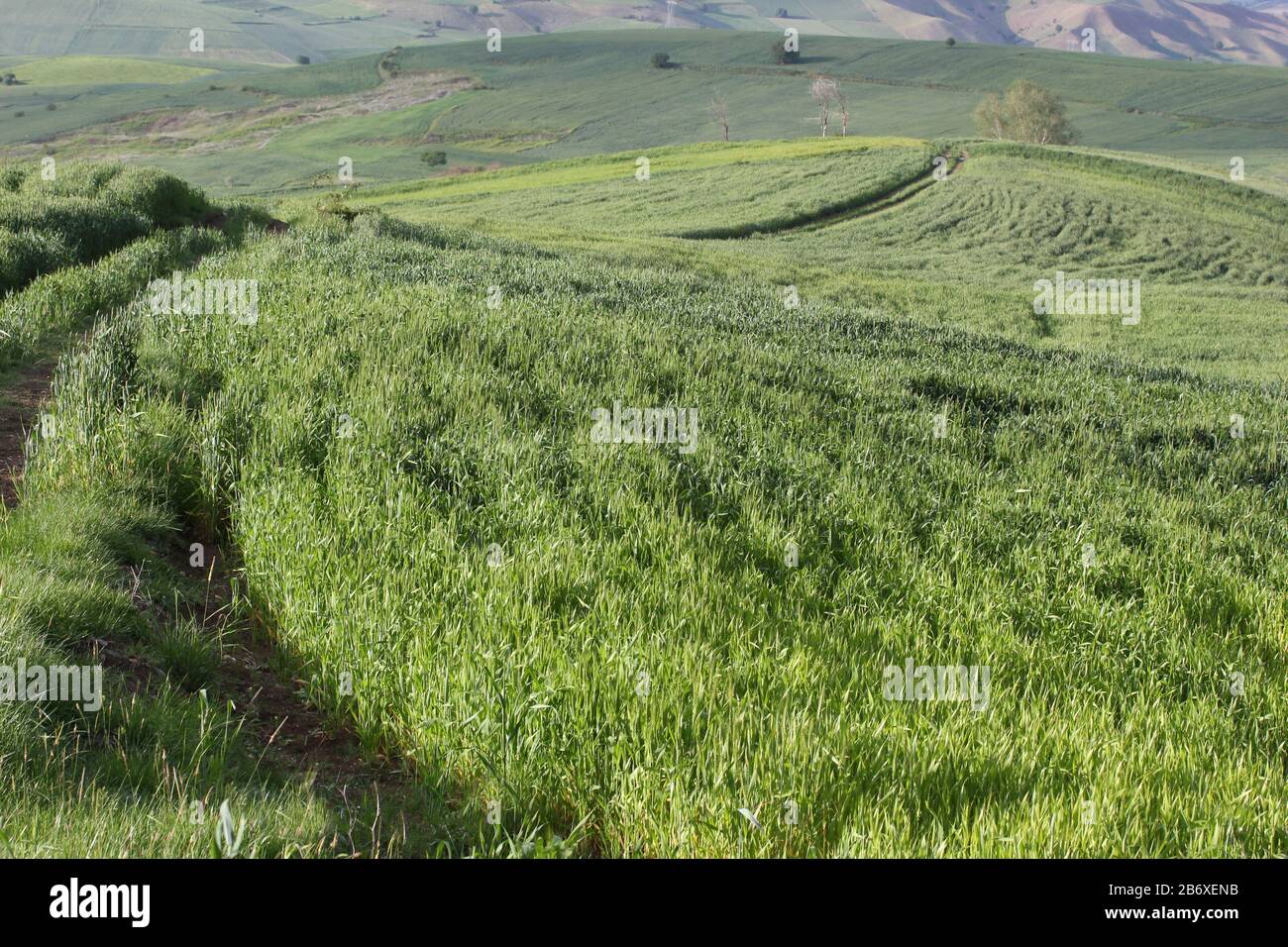 rural landscape green cultivated fields Stock Photo - Alamy