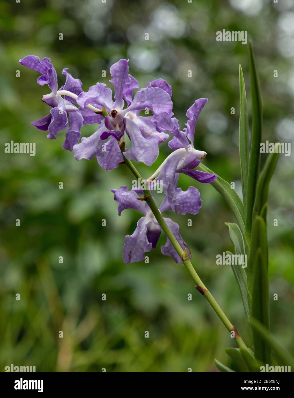 Closeup of orchid Papilionanda Ernest Chew seen outdoors Stock Photo ...