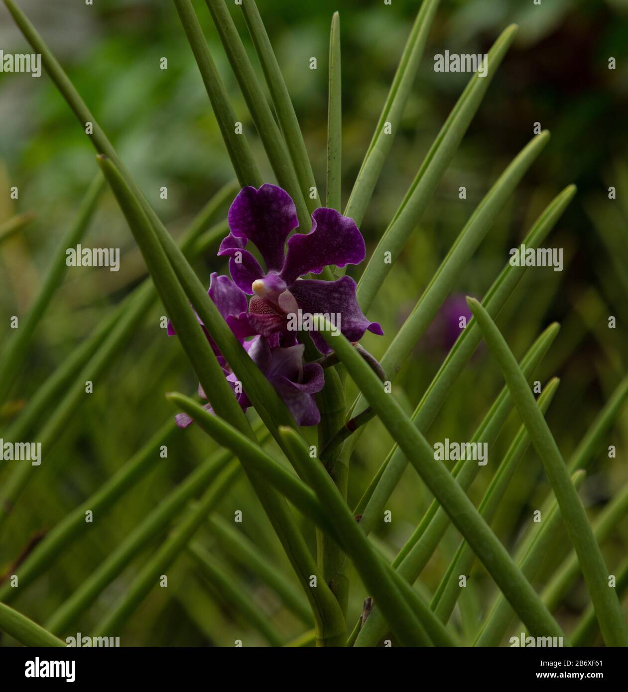 Orchid Papilionanda Chao Praya Violet seen outdoors in Singapore ...