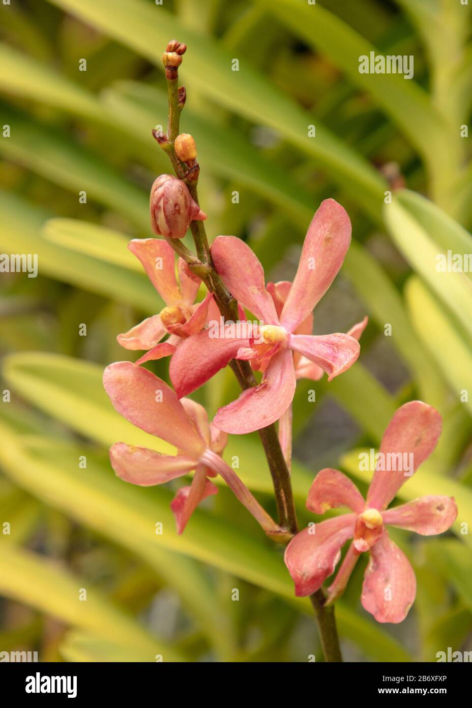 Peach Orchid High Resolution Stock Photography and Images - Alamy