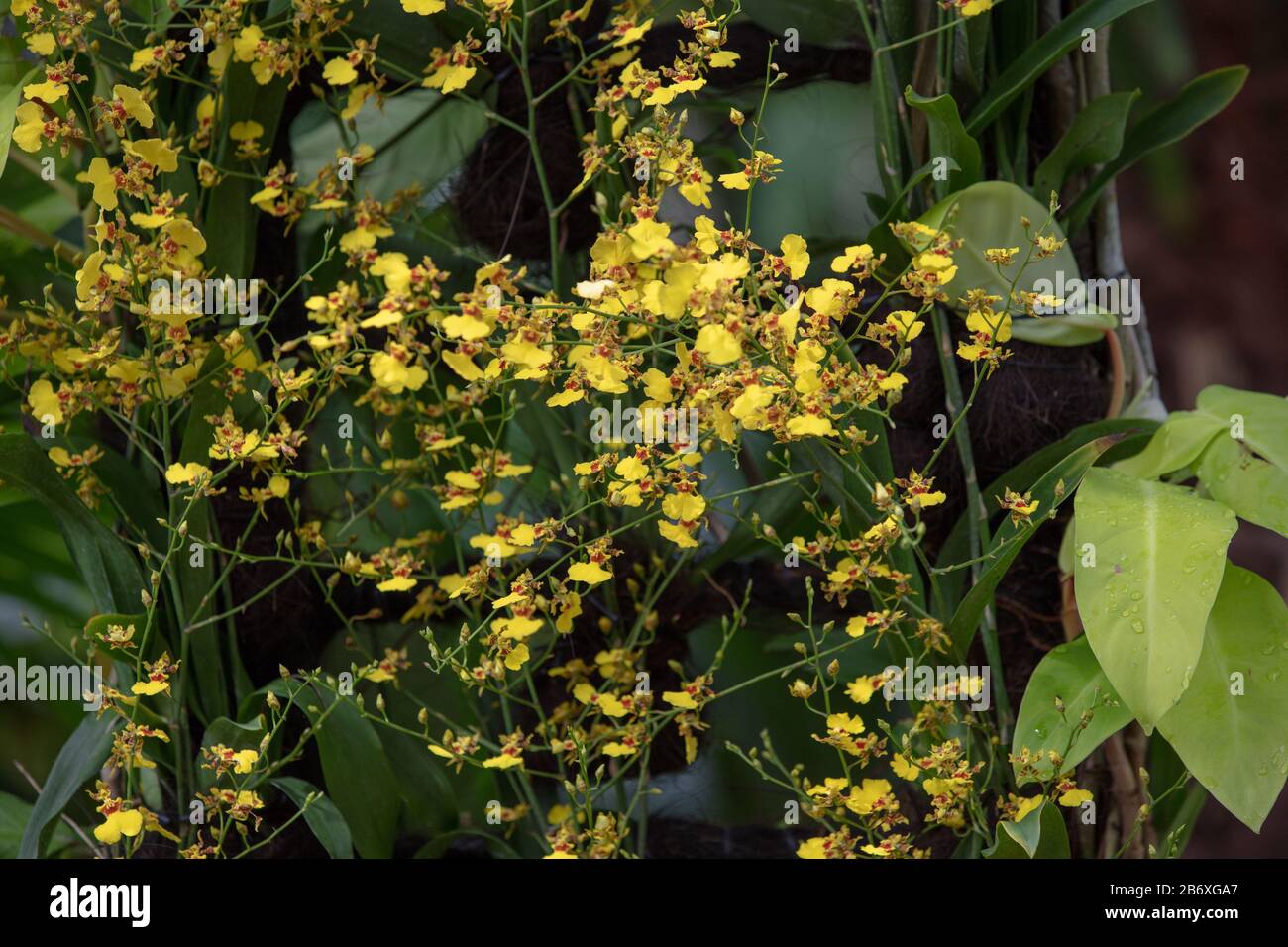 Orchid oncidium goldiana close up hi-res stock photography and images - Alamy