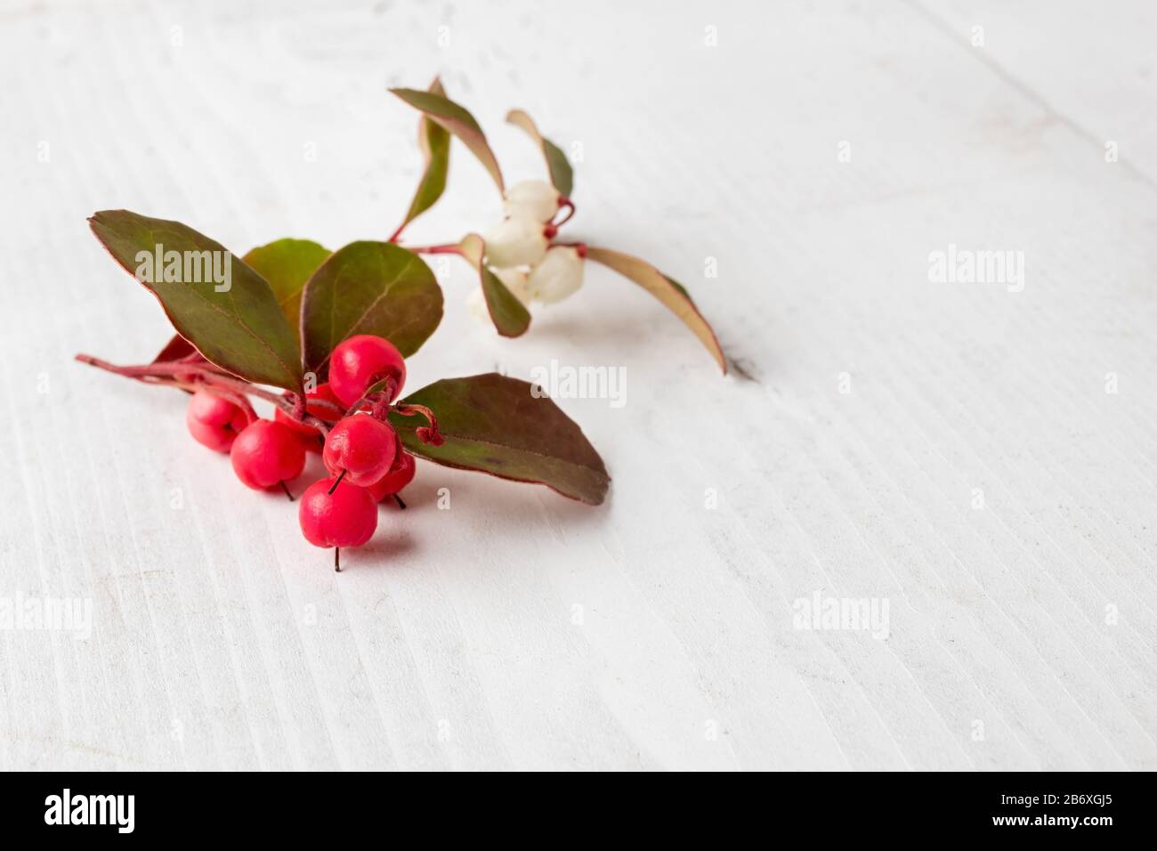 Checkerberry hi-res stock photography and images - Alamy