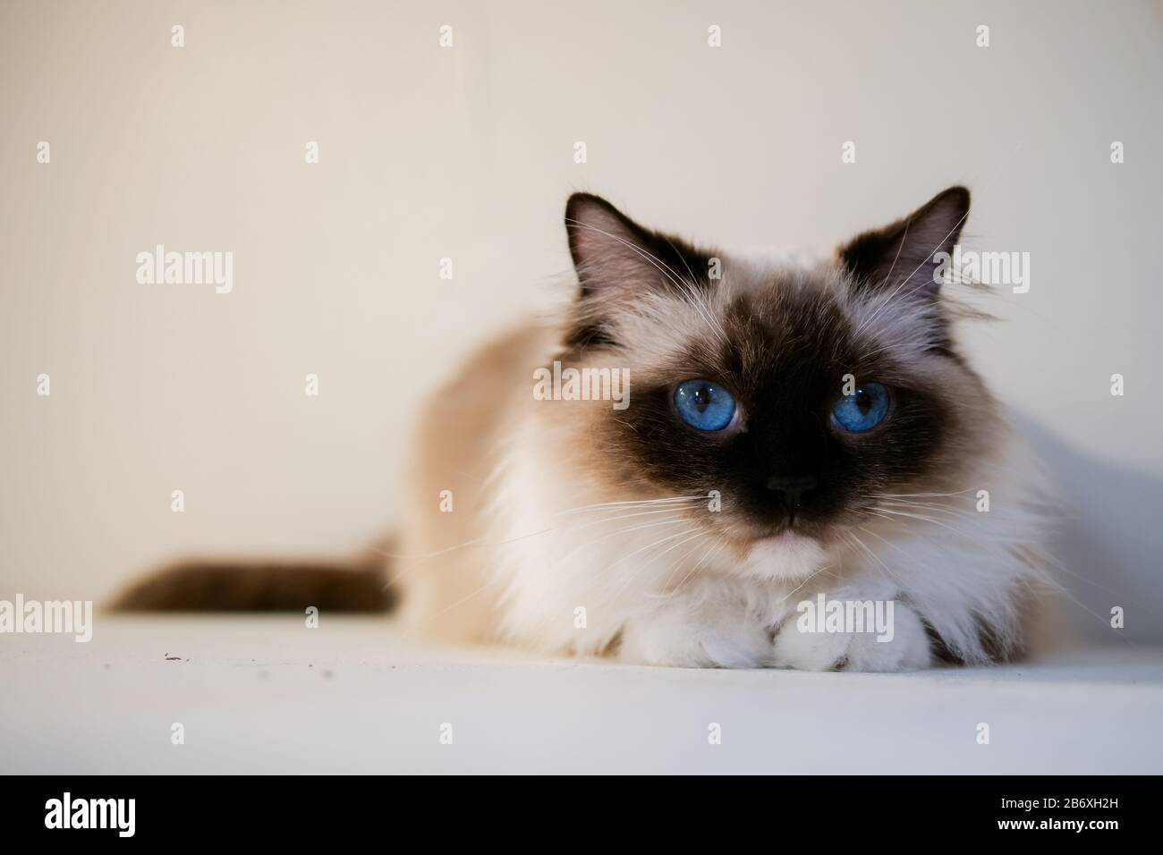Lovely ragdoll cat portrait with beautiful colours and patterns Stock ...