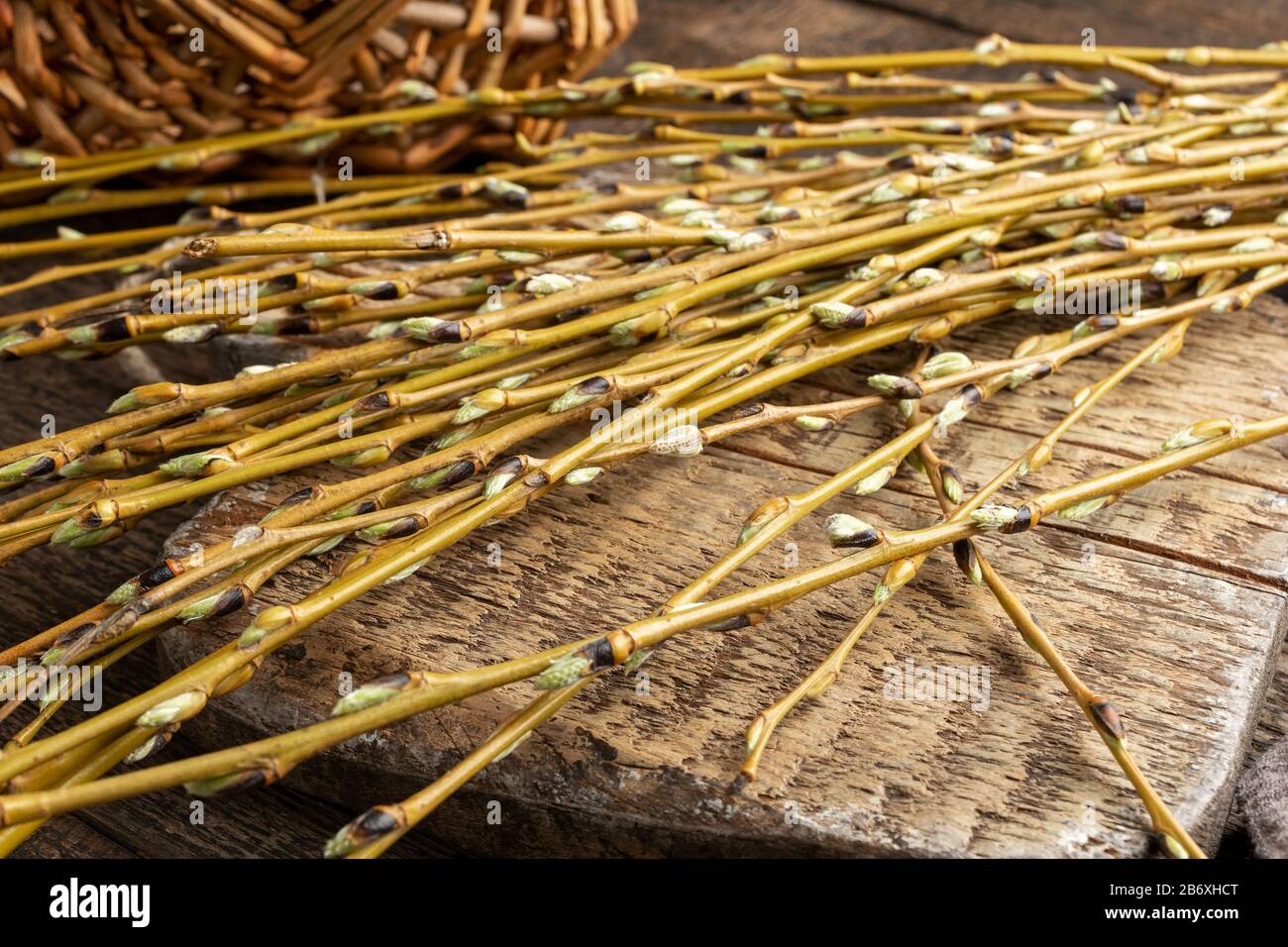 Young white willow branches with buds on a table - ingredient used as a ...