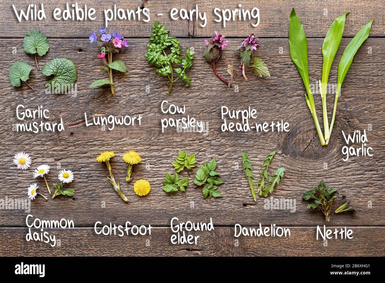 Common Edible Plants