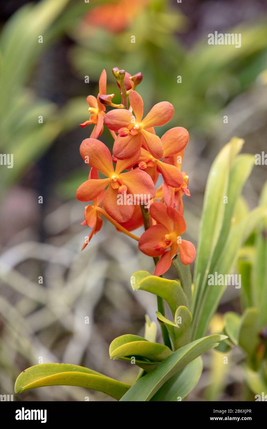 Orchid Renantanda How Yin Mun seen closeup outdoors Stock Photo - Alamy