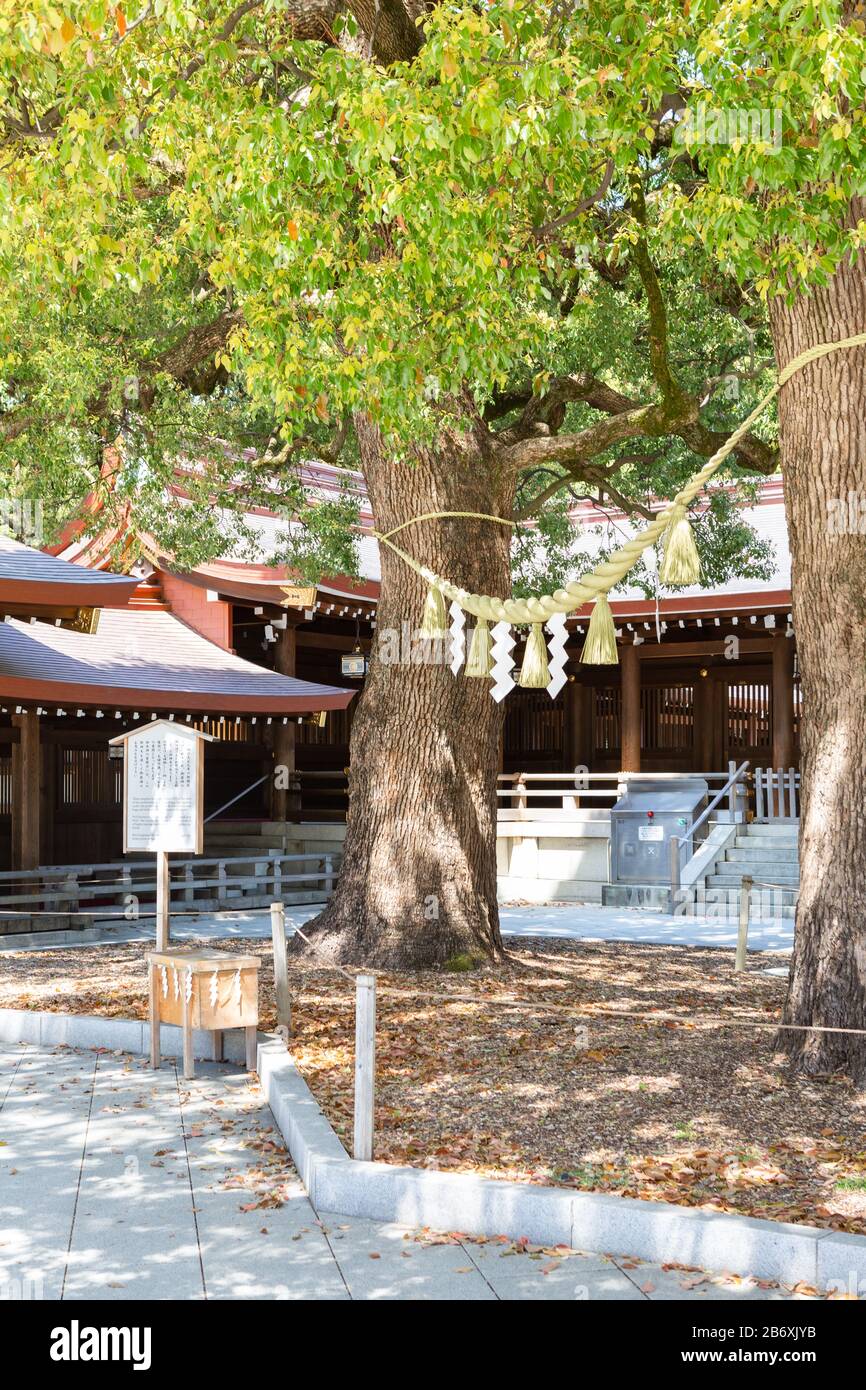 Camphor tree shinto hi-res stock photography and images - Alamy