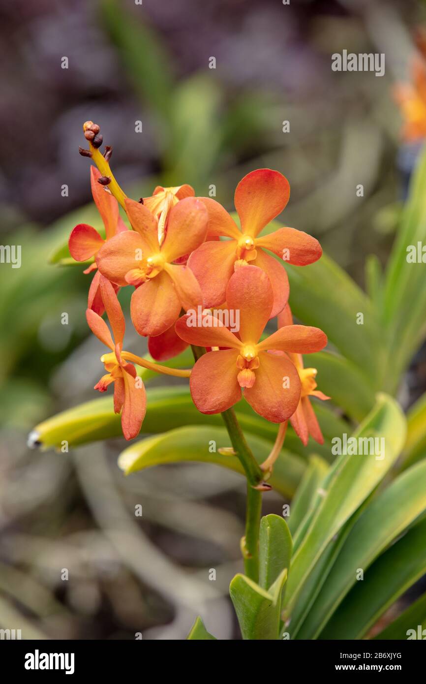 Orchid Renantanda How Yin Mun seen closeup outdoors Stock Photo - Alamy