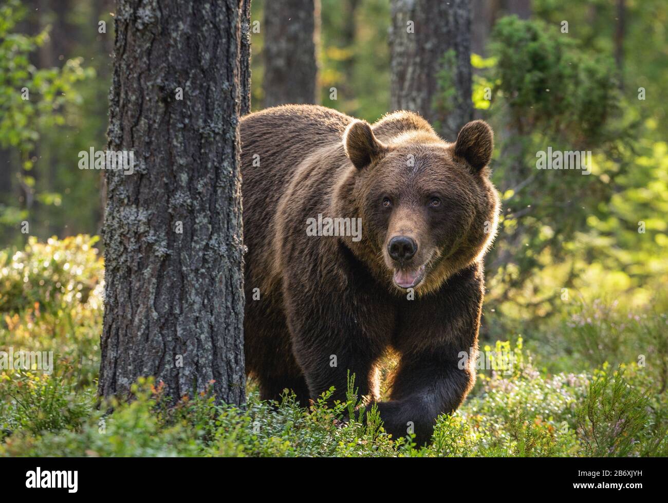 Adult Male of Brown bear in the pine forest. Scientific name: Ursus ...
