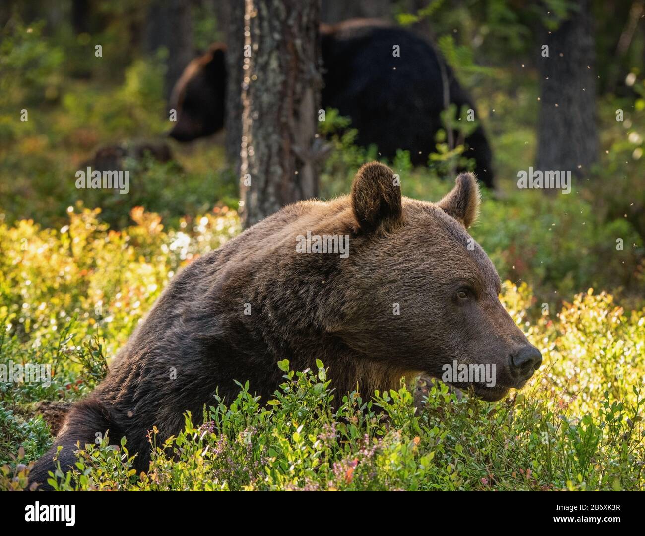 Adult Male of Brown bear in the pine forest. Scientific name: Ursus ...