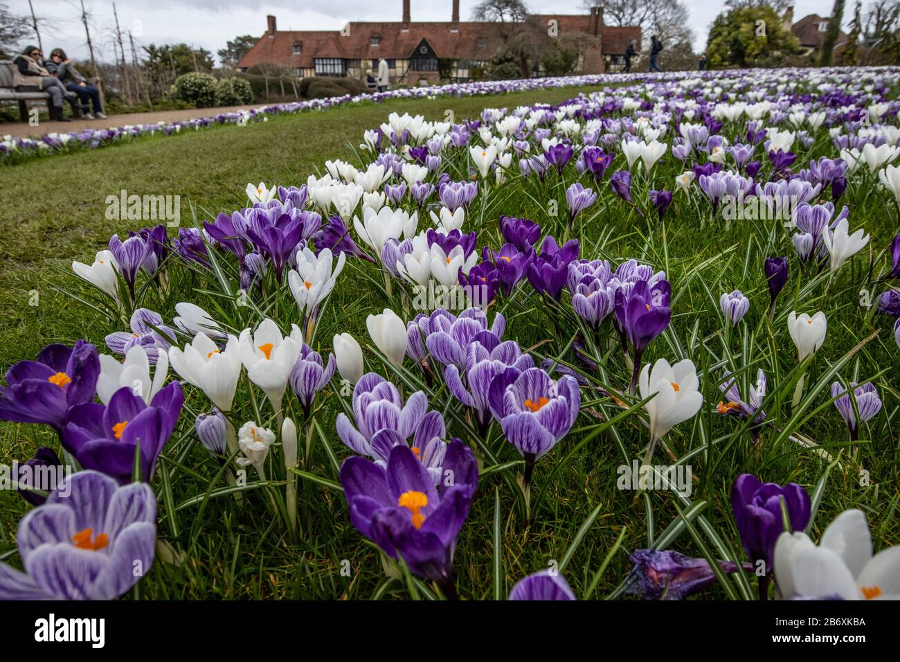 Crocus lawn hi-res stock photography and images - Alamy