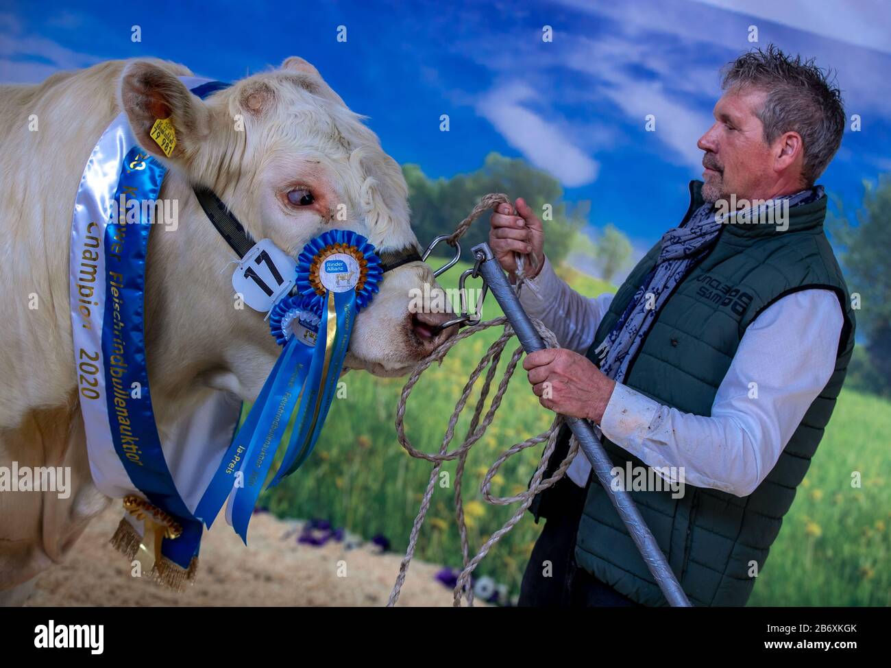 Norbert charolais hi-res stock photography and images - Alamy