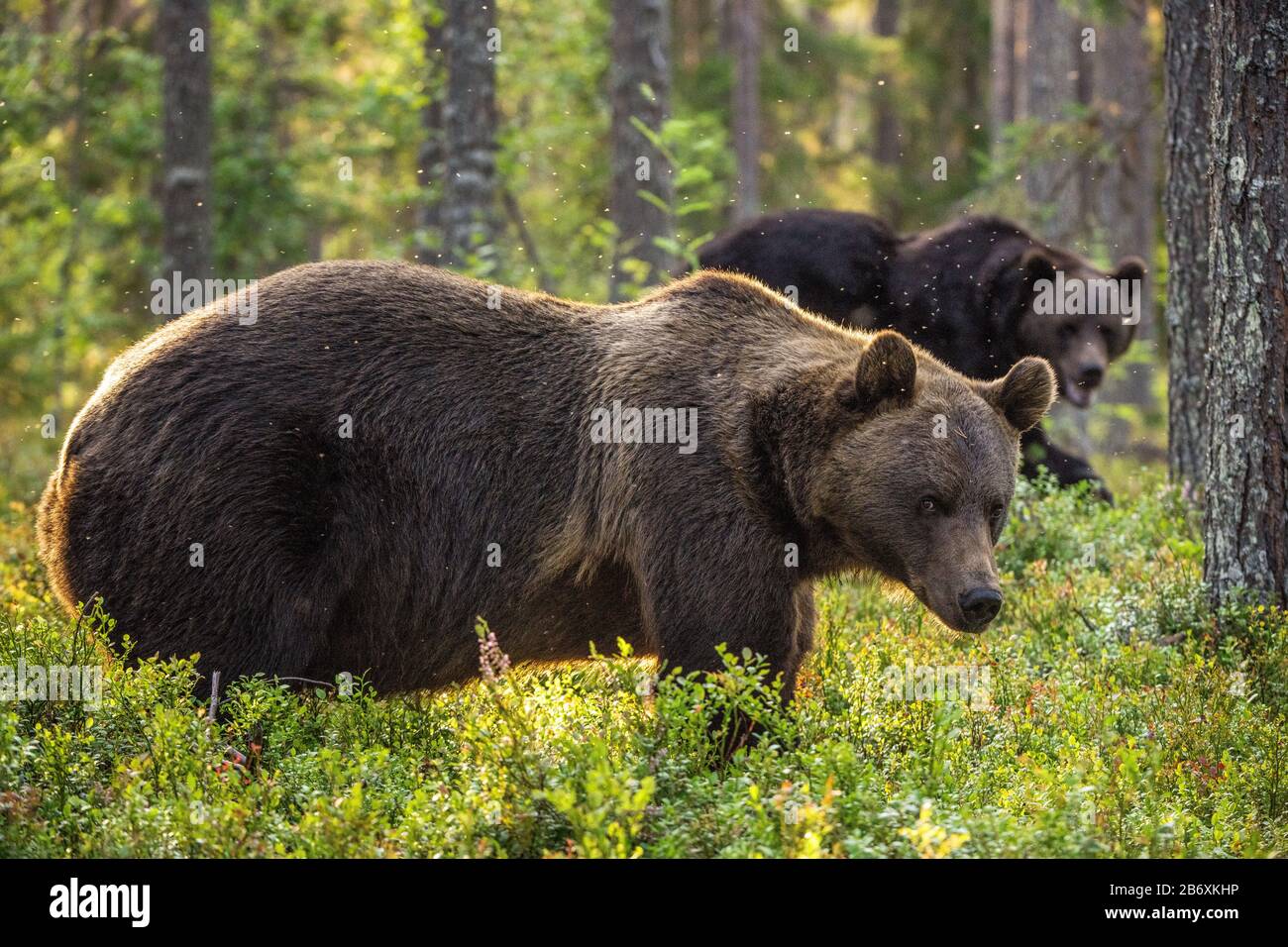 Adult Brown bears in the pine forest. Scientific name: Ursus arctos ...