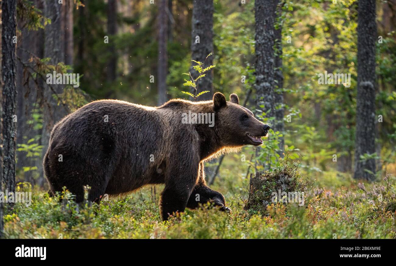 Coniferous Forest Bears