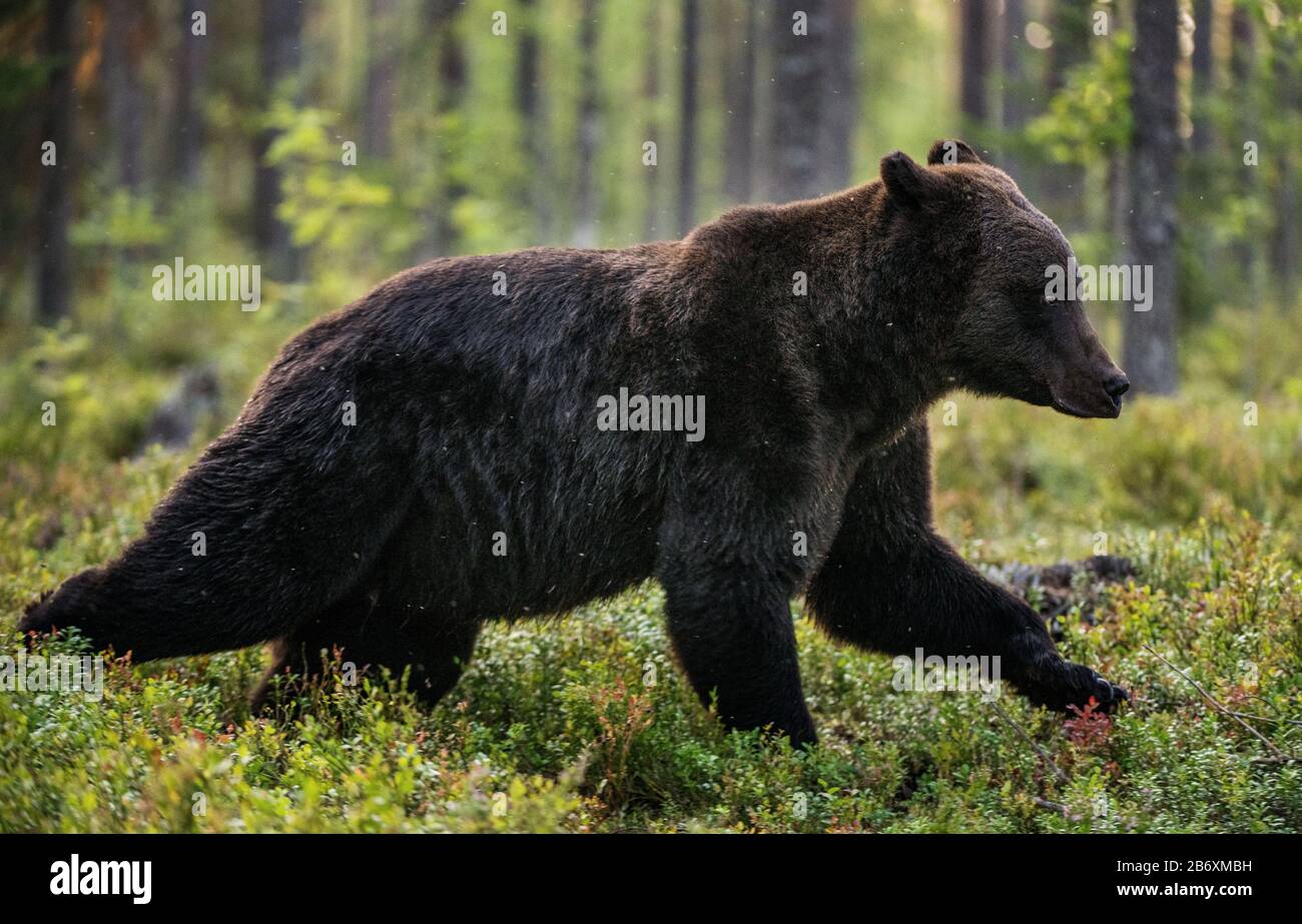 Grizzly Bear Running Away