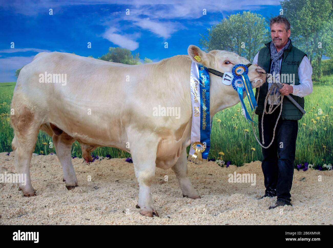 Norbert charolais hi-res stock photography and images - Alamy