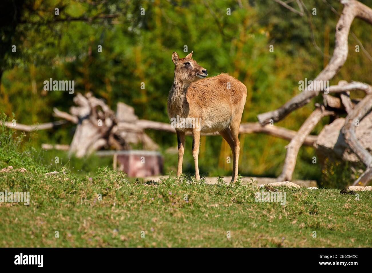 The nile lechwe antelope hi-res stock photography and images - Alamy