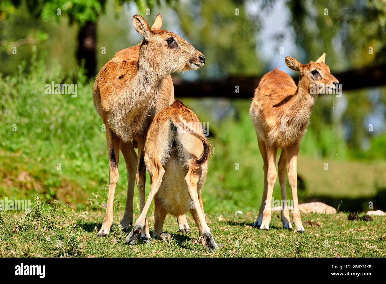 Nile lechwe mrs grays hi-res stock photography and images - Alamy