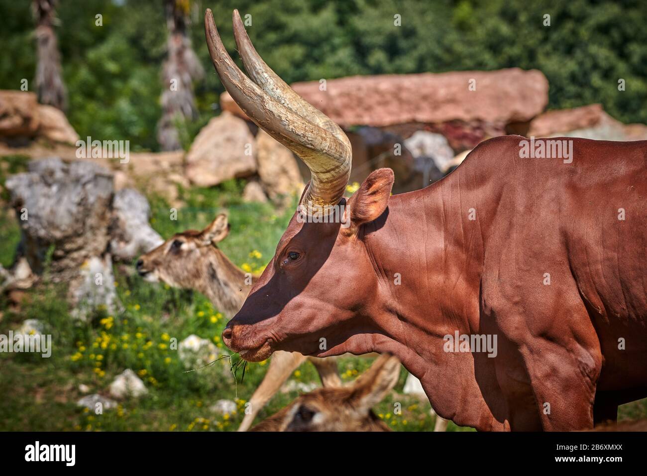 Ox of the Watussi (Bos taurus Stock Photo - Alamy
