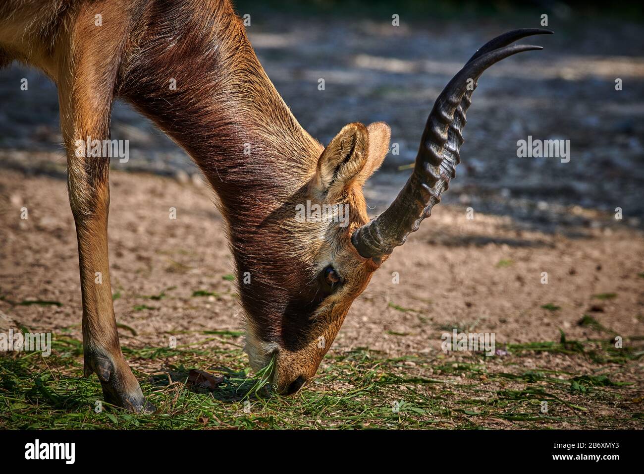 The nile lechwe antelope hi-res stock photography and images - Alamy
