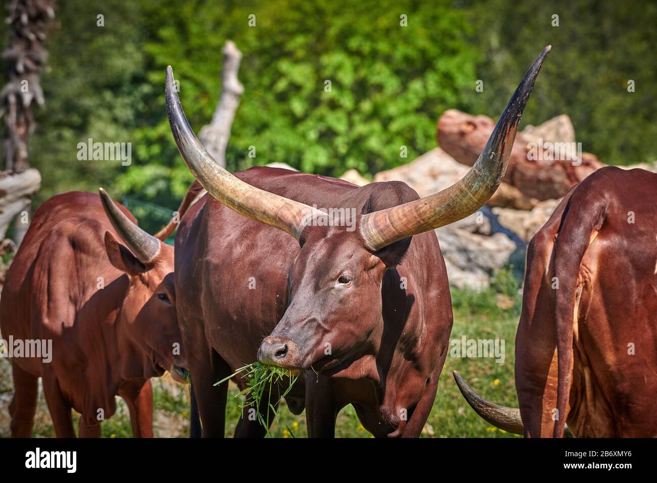 Watussi horns hi-res stock photography and images - Alamy