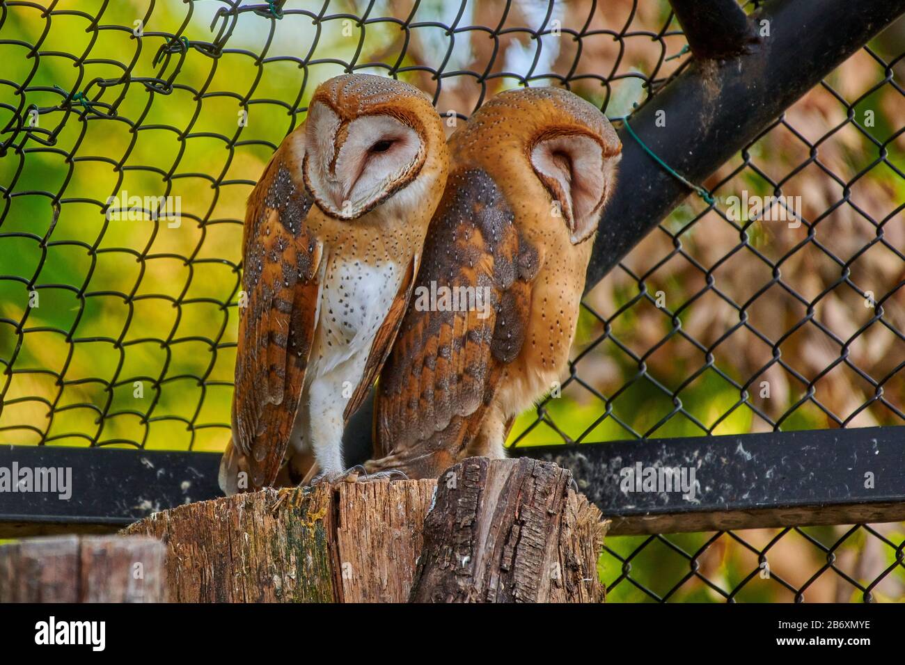 Common owl front face hi-res stock photography and images - Alamy