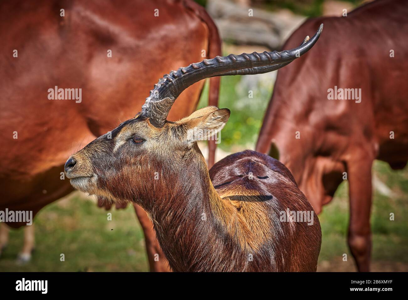 Ox of the Watussi (Bos taurus Stock Photo - Alamy