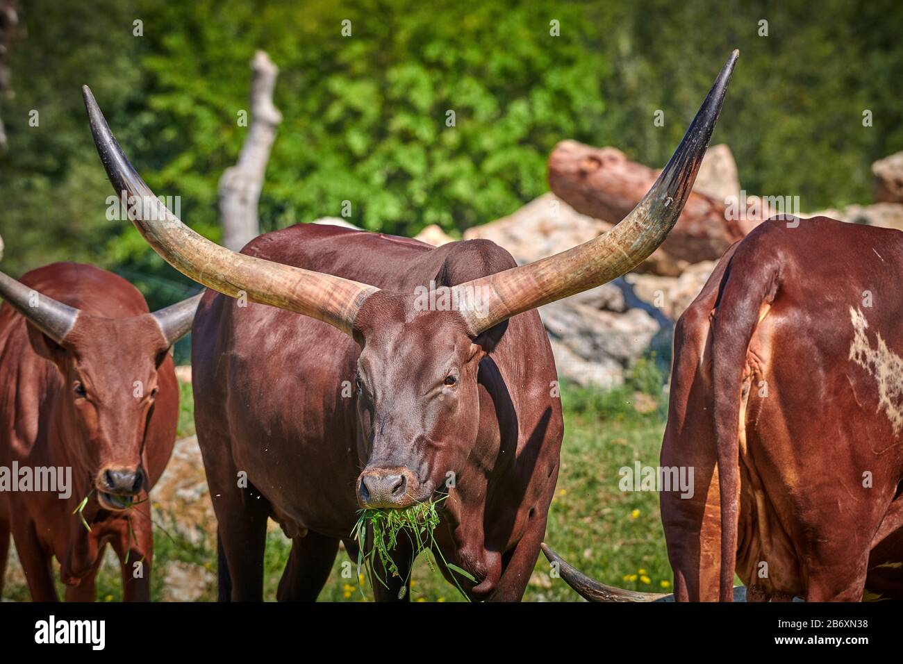 Ox of the Watussi (Bos taurus Stock Photo - Alamy