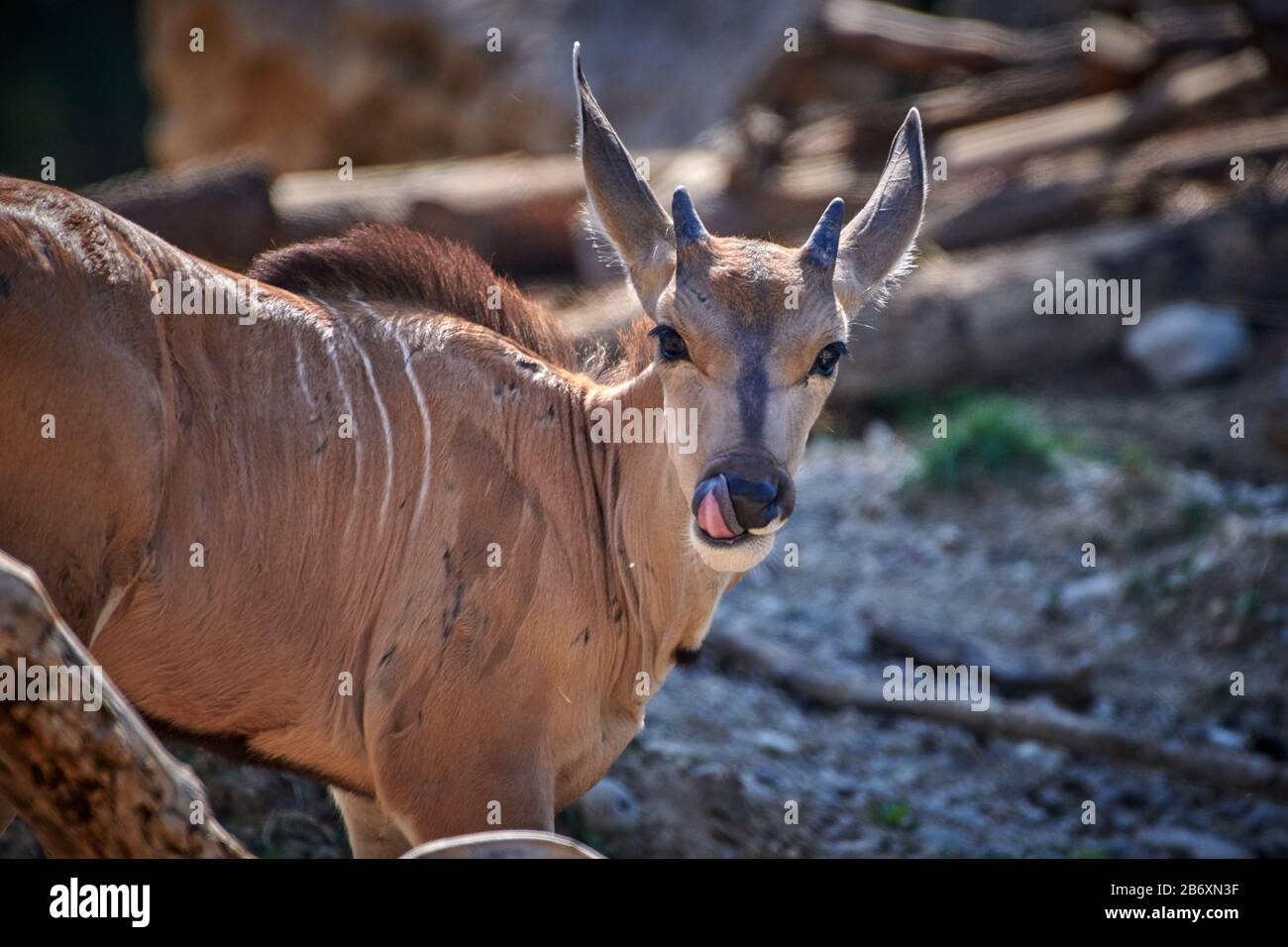 Desert scimitar hi-res stock photography and images - Alamy